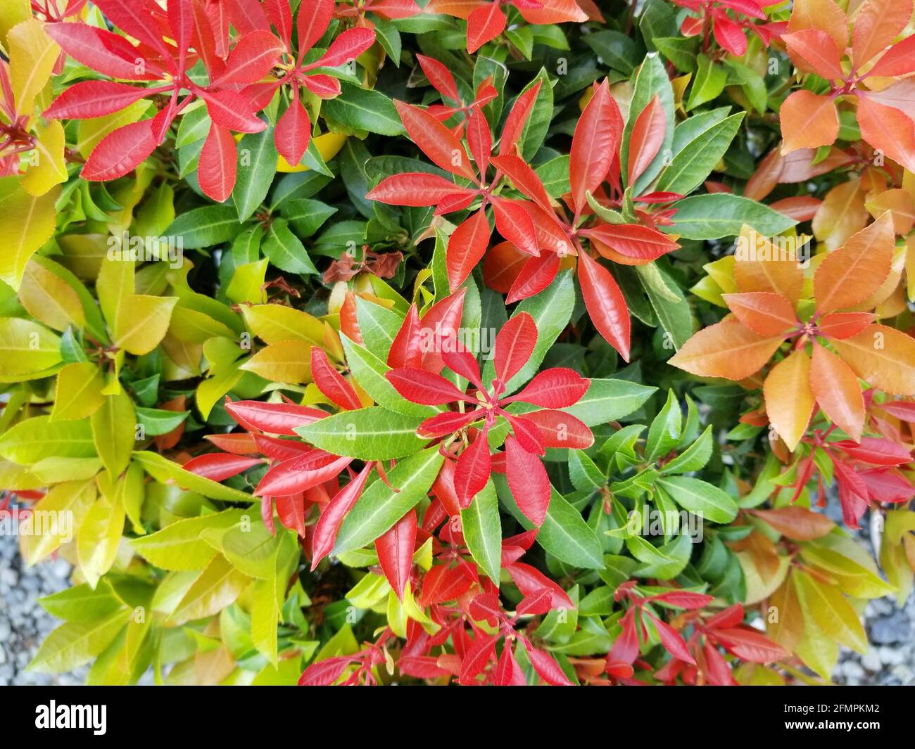 Mountain Fire Andromeda Shrub