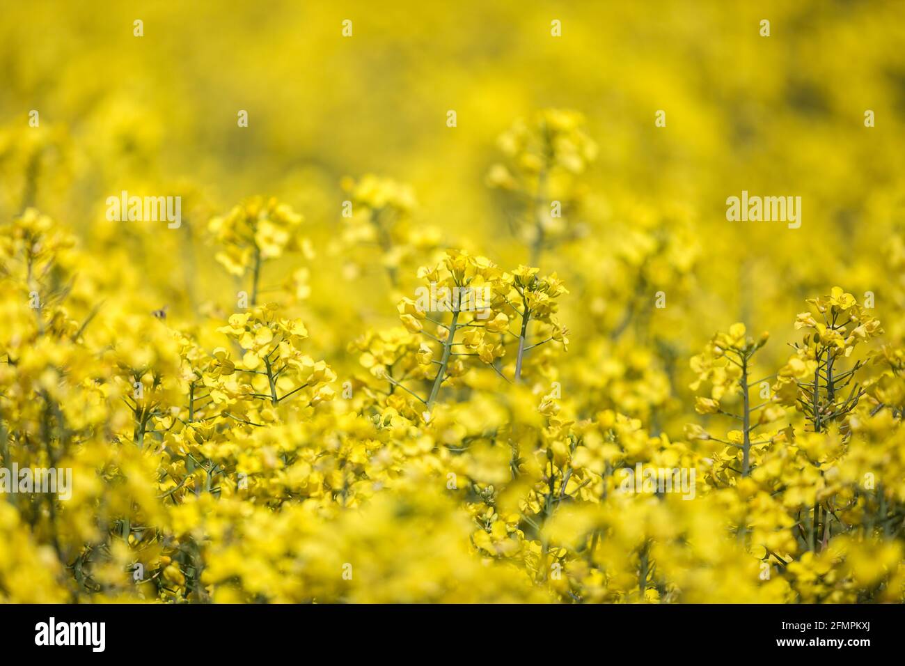 A full frame photograph of vibrant canola/rapeseed crops, with a ...