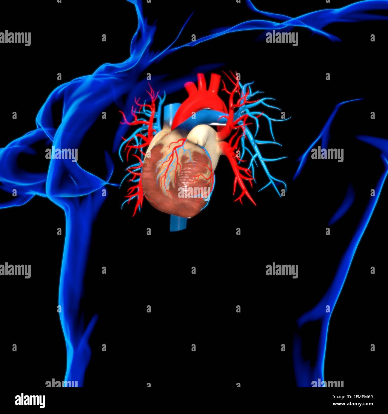 Human Heart Anatomy For Medical Concept 3D Illustration Stock Photo - Alamy