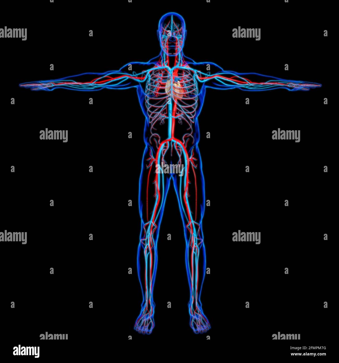 Human Heart With Circulatory System Anatomy For Medical Concept 3D ...