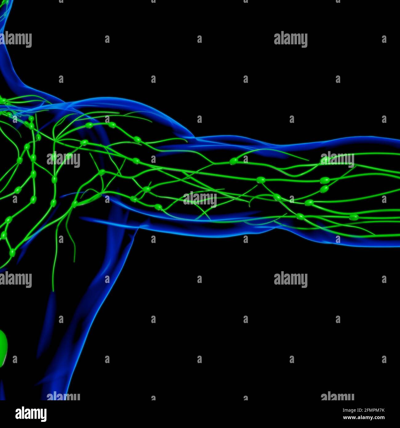Human Lymph Nodes Anatomy For Medical Concept 3D Illustration Stock ...
