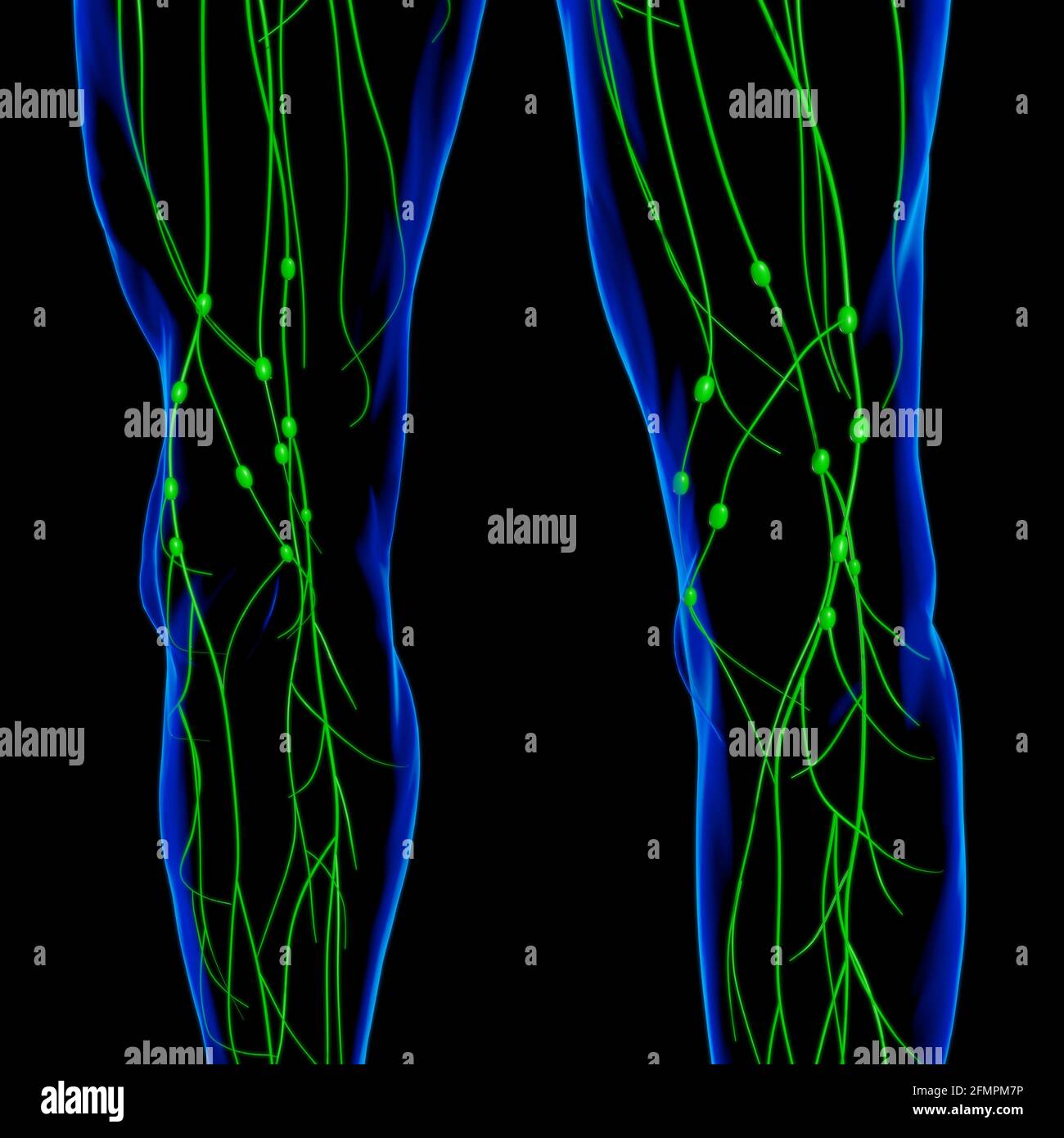 Human Lymph Nodes Anatomy For Medical Concept 3D Illustration Stock ...