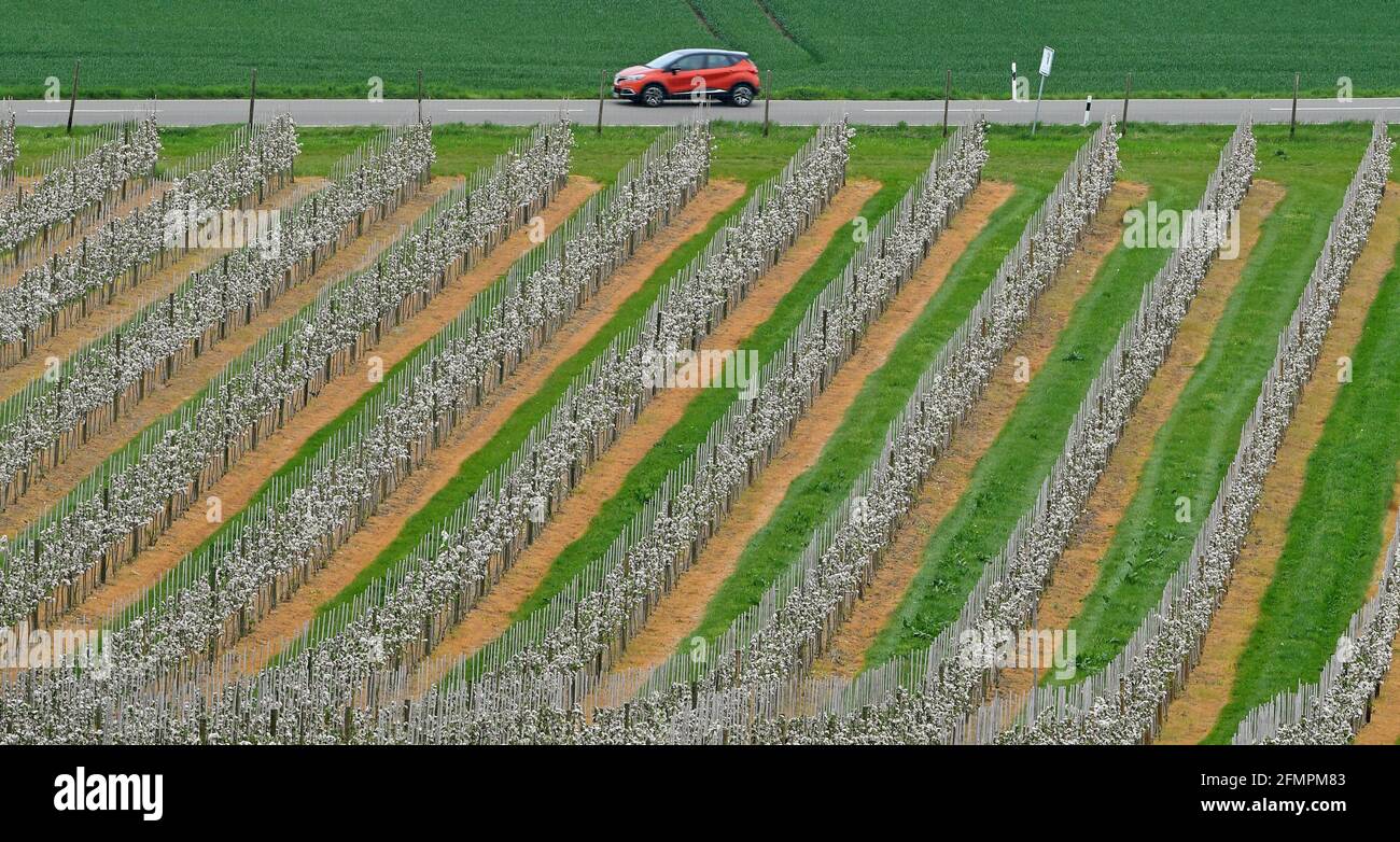 Kleinfahner, Germany. 11th May, 2021. Fruit trees blossom on a still ...