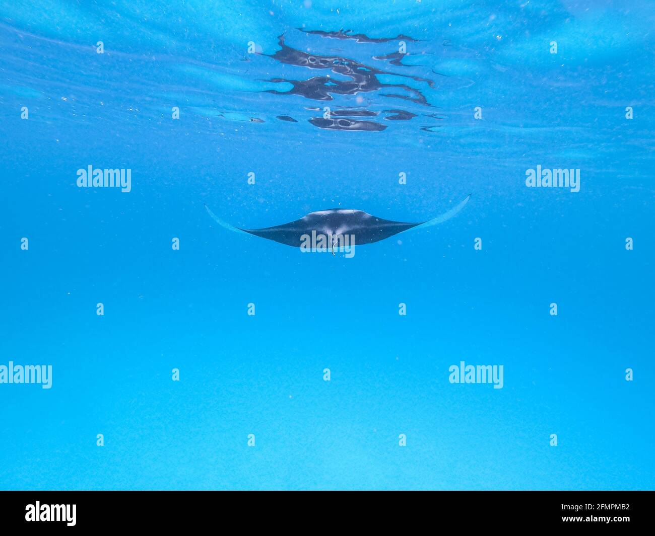 Giant oceanic manta ray, Manta Birostris ,hovering in blue ocean on ...