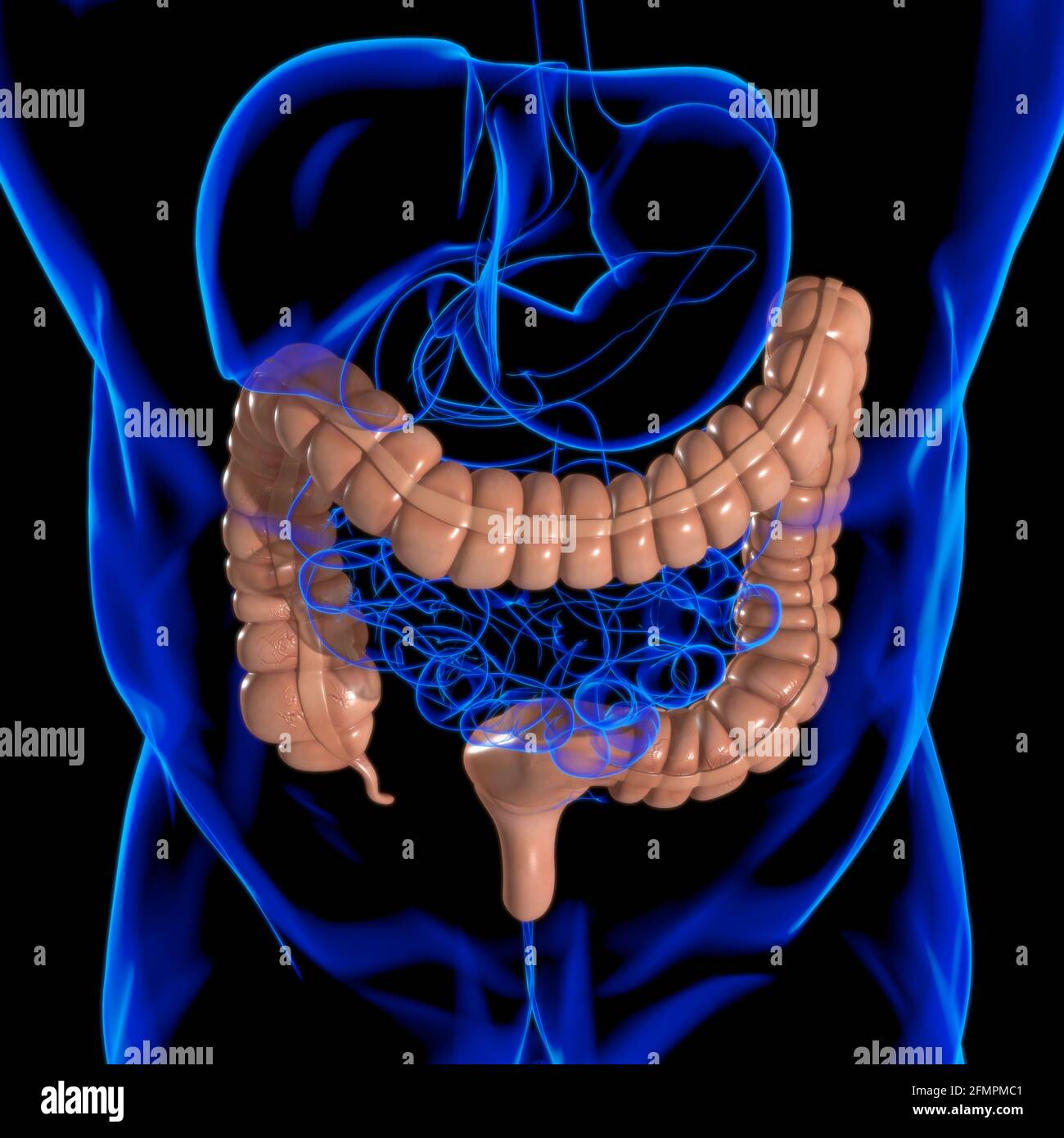 Large Intestine 3D Illustration Human Digestive System Anatomy For ...