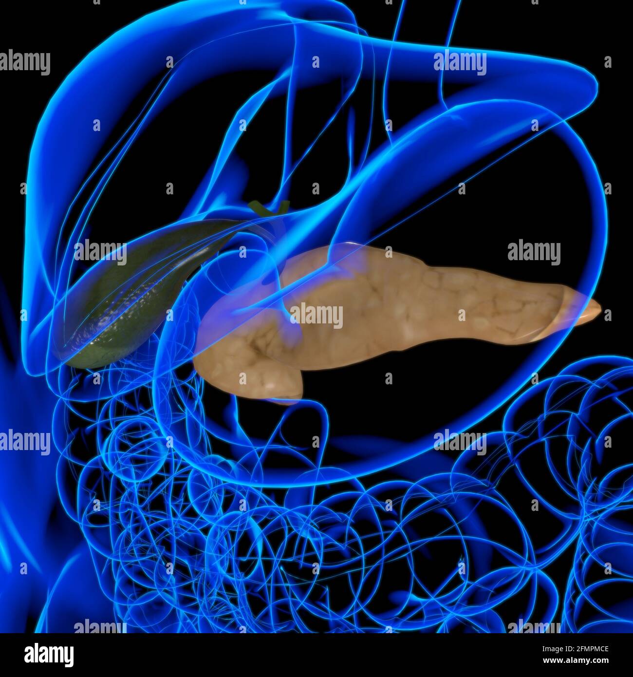 Gall Bladder Human Digestive System Anatomy For Medical Concept 3D ...