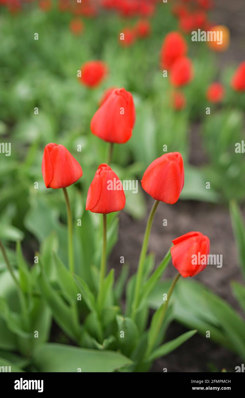 red tulips in spring garden, national park in the city during spring ...