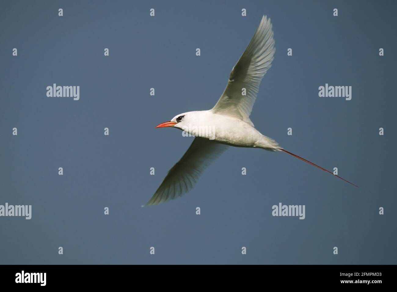 Red Tailed Tropic Bird - In Flight against Stormy Sky Phaethon ...