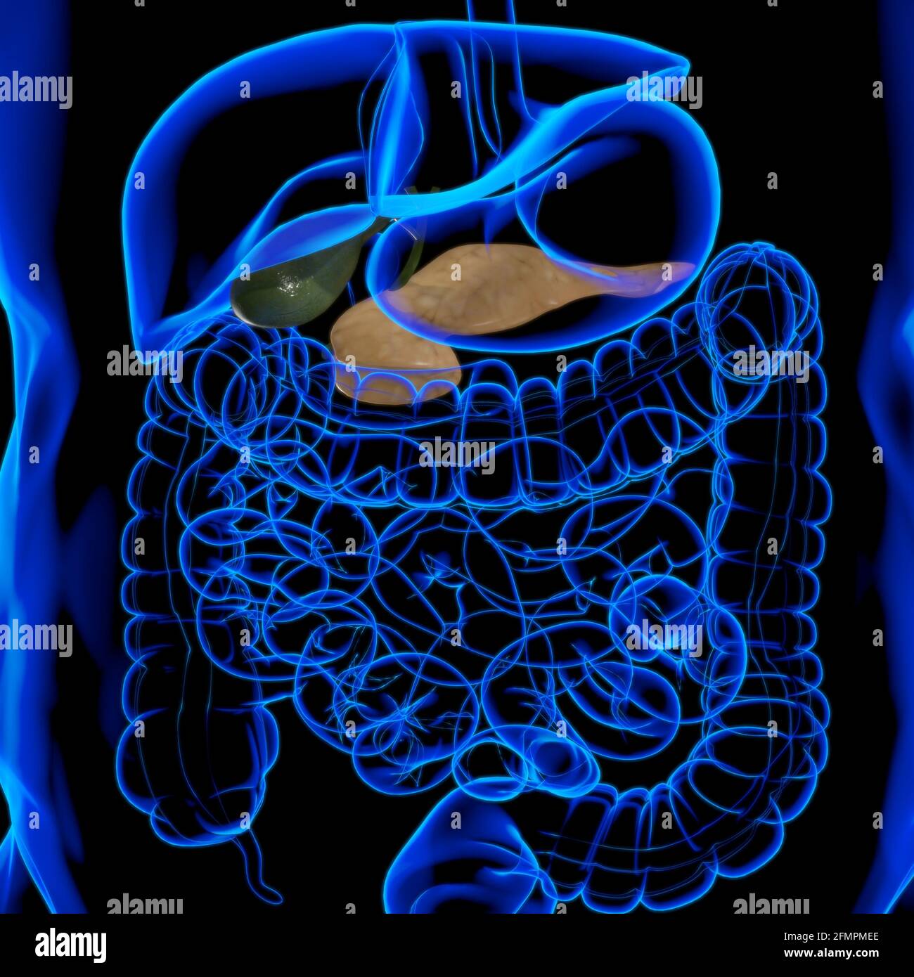 Gall Bladder Human Digestive System Anatomy For Medical Concept 3D ...
