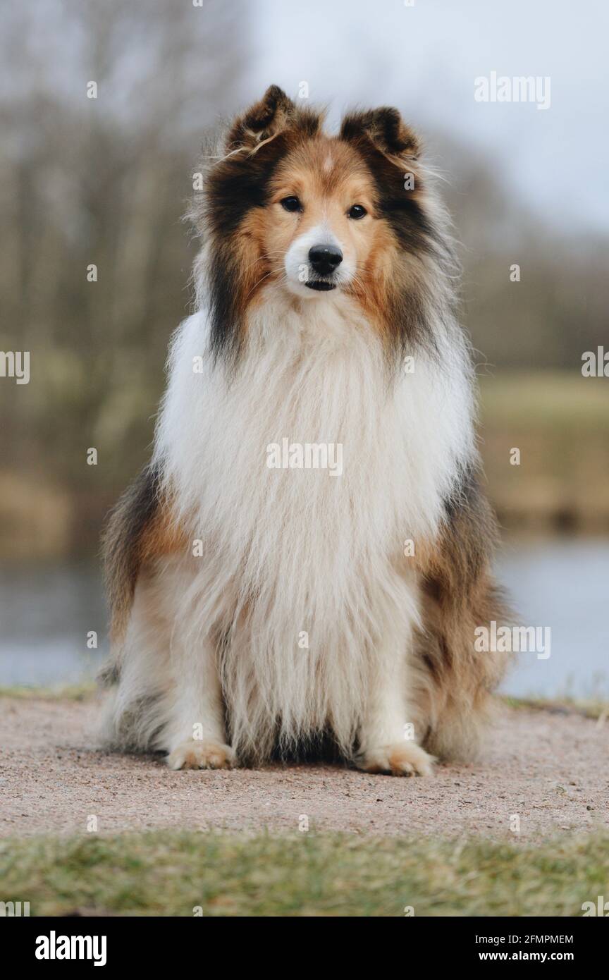 Cute sheltie hi-res stock photography and images - Alamy