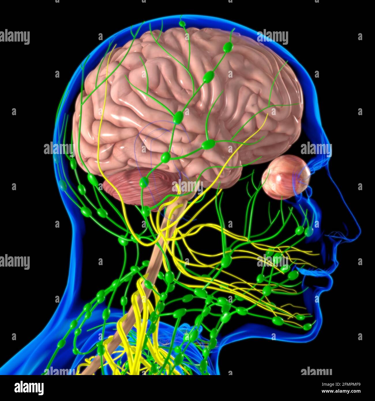 Human Brain Anatomy For Medical Concept 3D Illustration Stock Photo - Alamy