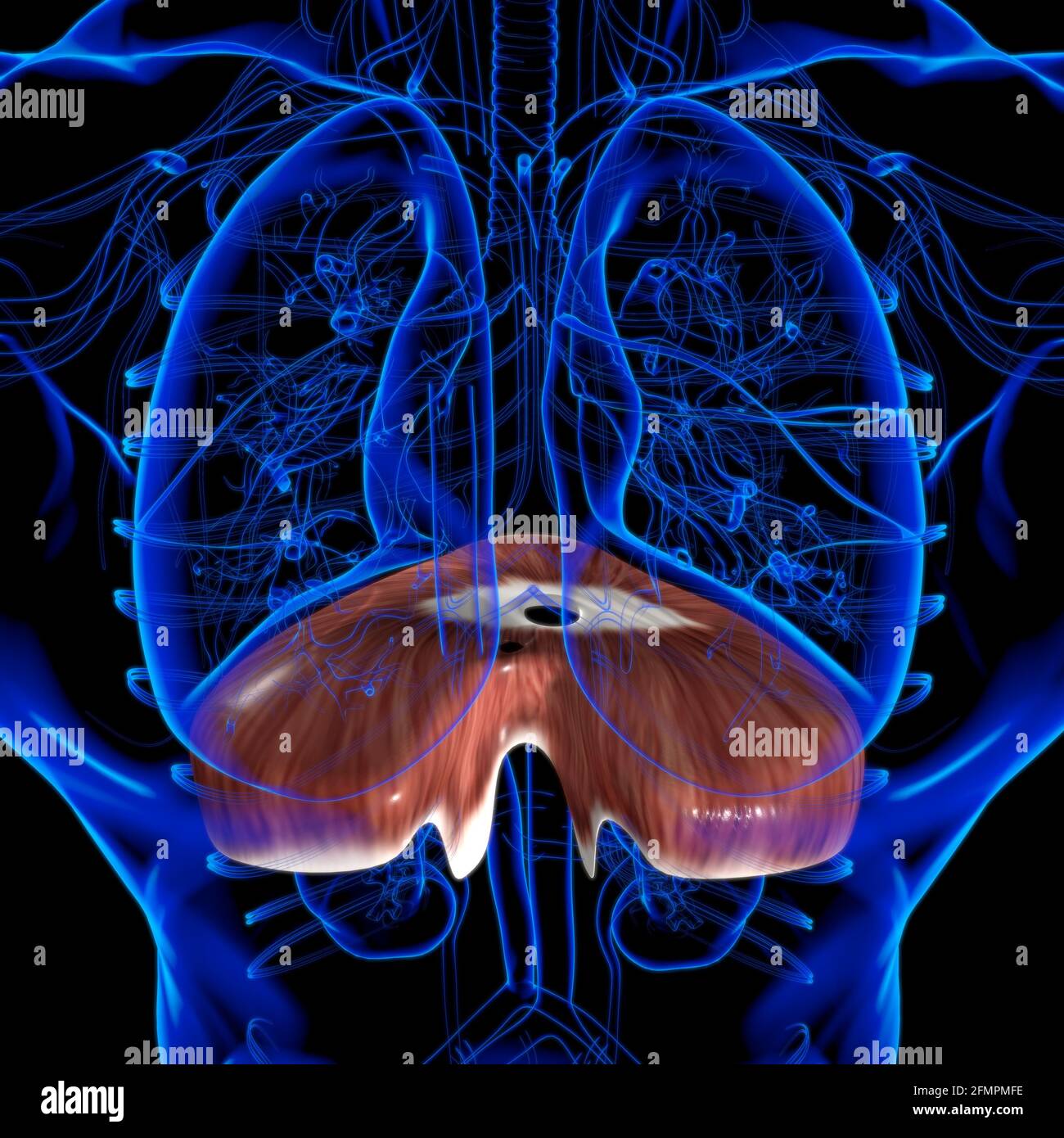 Diaphragm Human Respiratory System Anatomy For Medical Concept 3D ...