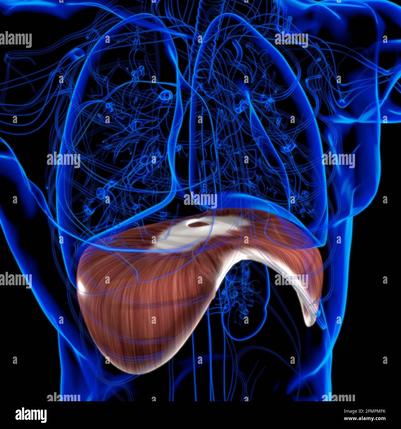 Diaphragm Human Respiratory System Anatomy For Medical Concept 3D ...