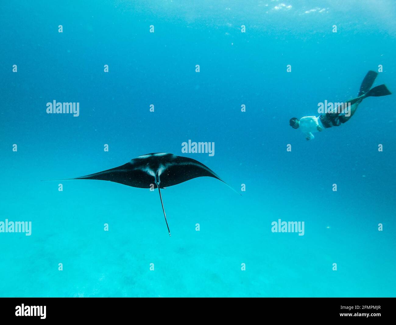 Underwater view of hovering Giant oceanic manta ray, Manta Birostris ...