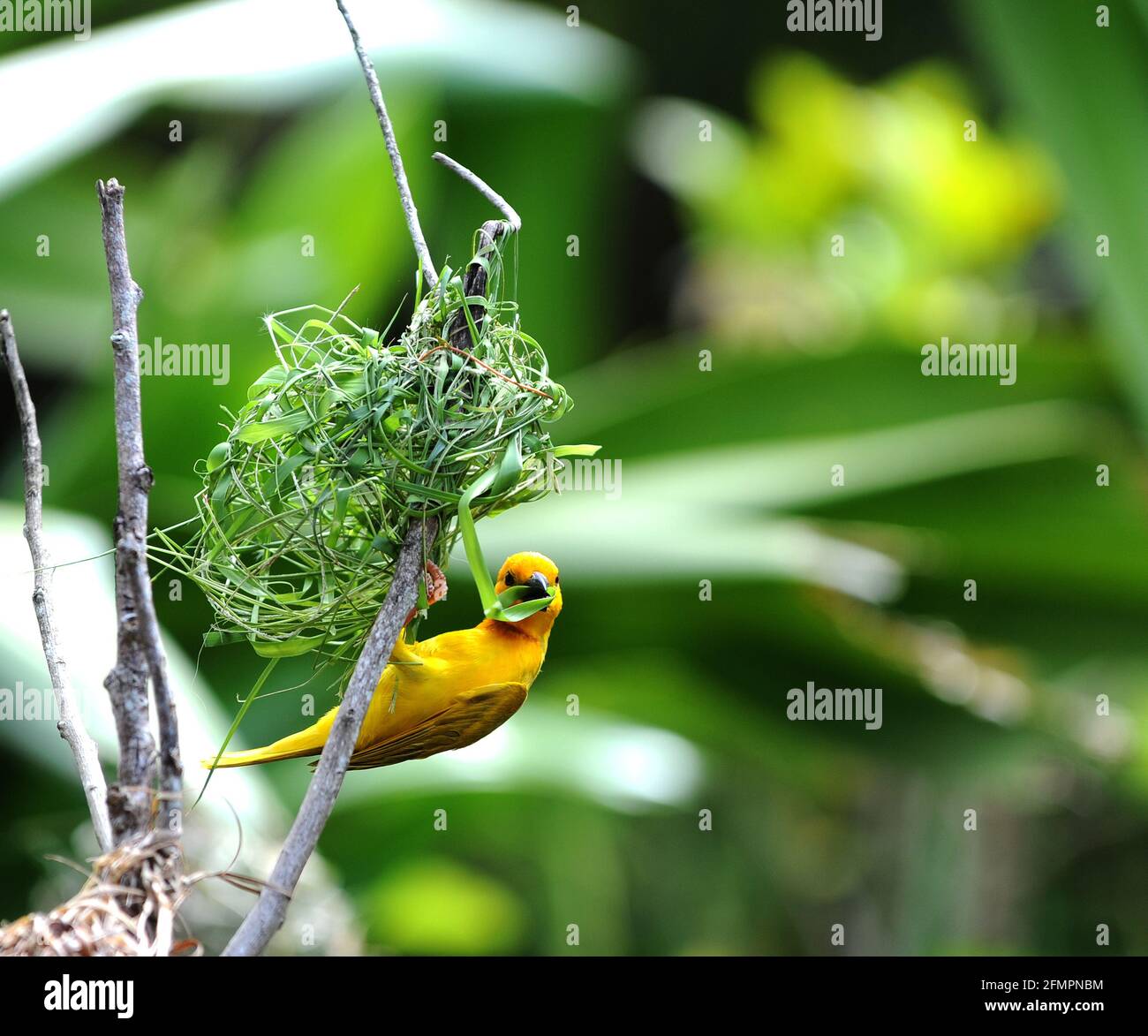 Kenya Africa Weaver bird Stock Photo - Alamy