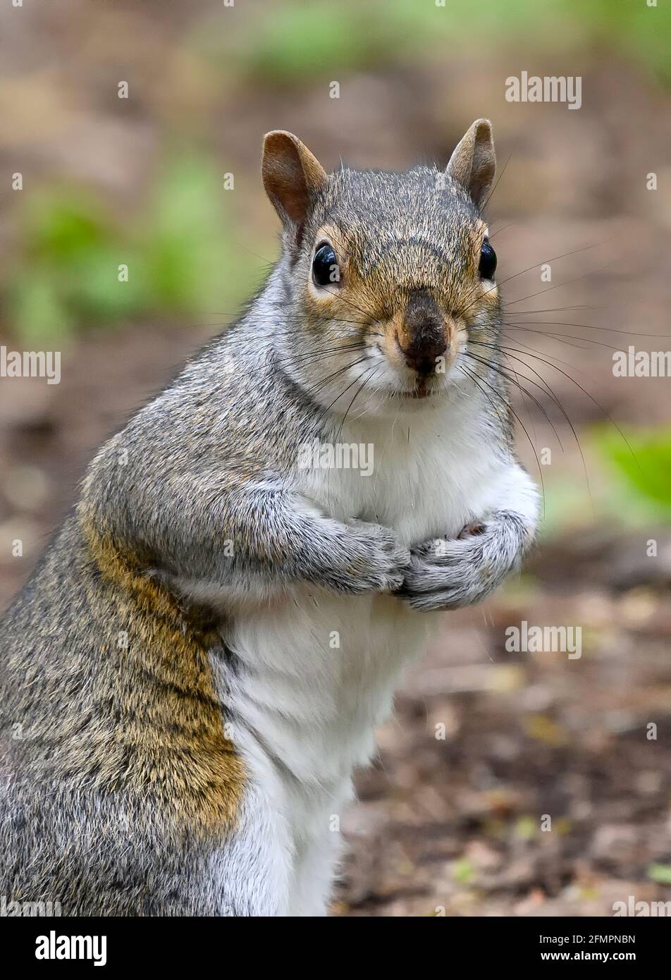 Tree rats hi-res stock photography and images - Alamy
