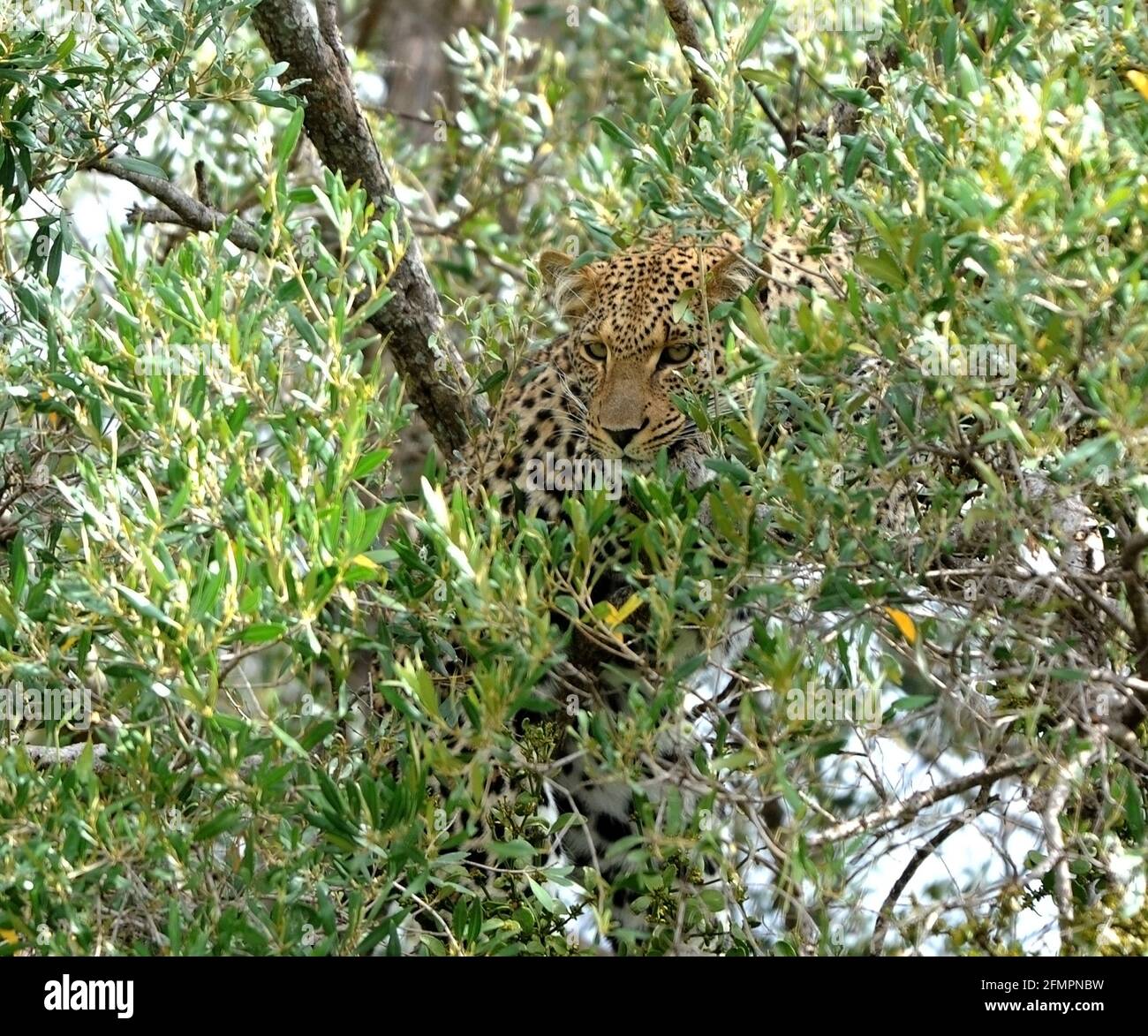 Endangered animals leopard hi-res stock photography and images - Alamy