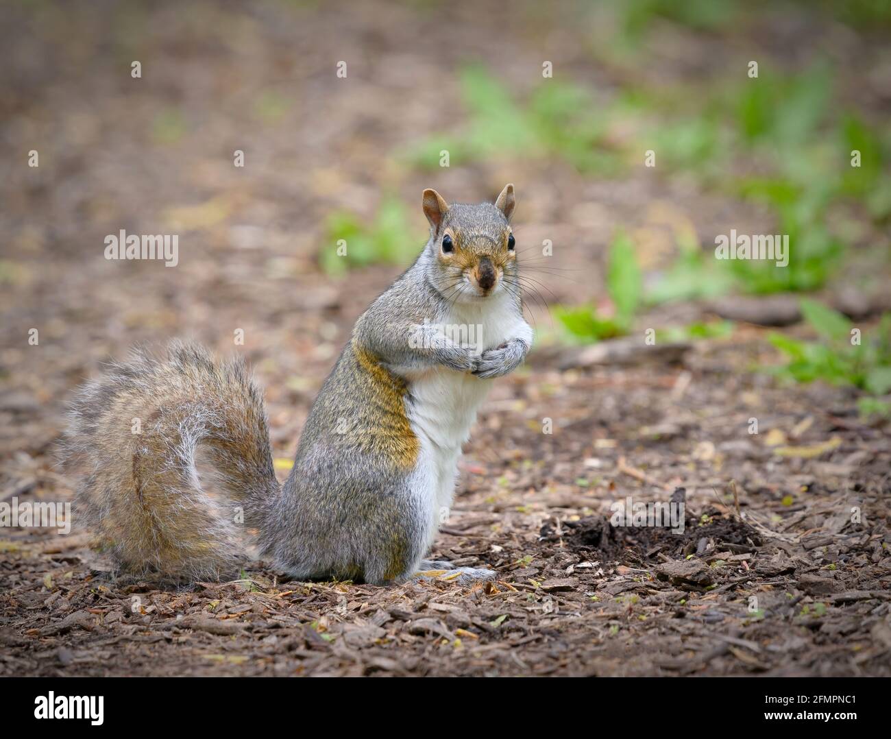 Grey Squirrel Tree High Resolution Stock Photography and Images - Alamy