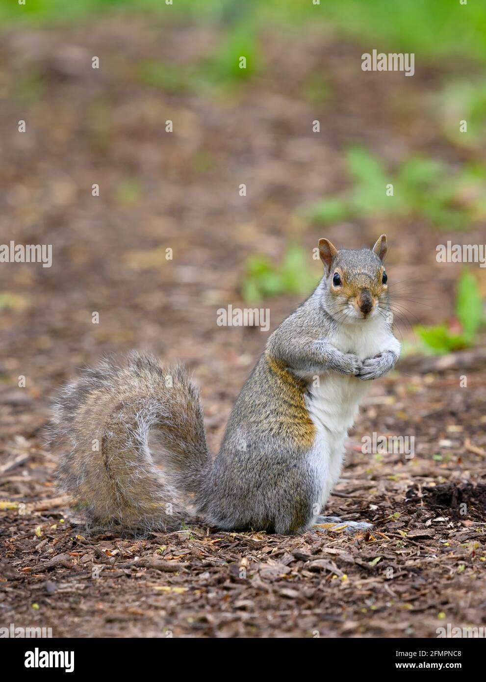 Grey Squirrel Tree High Resolution Stock Photography and Images - Alamy