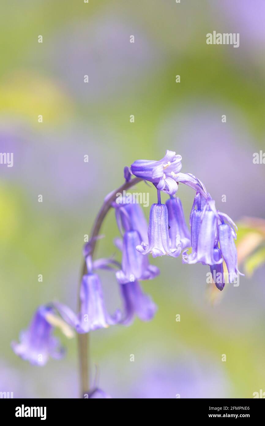 A Bluebell in the Spring Sunshine Stock Photo - Alamy