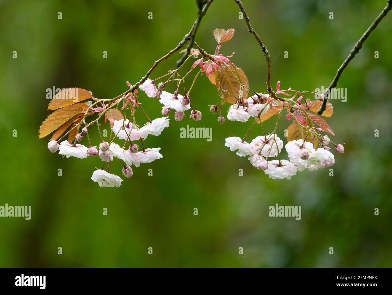 Prunus species hi-res stock photography and images - Alamy