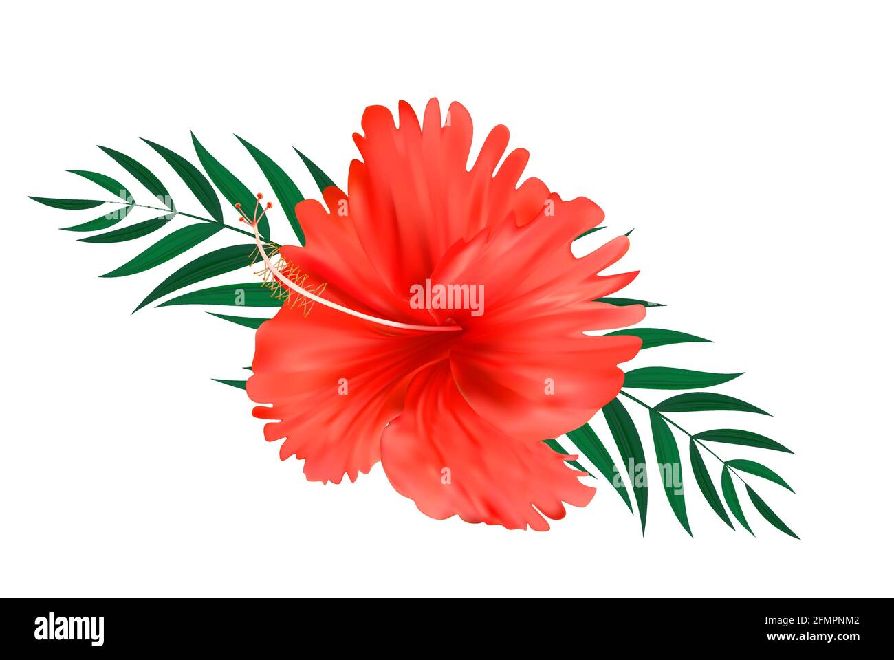 Single red hibiscus flower Stock Vector Images - Alamy
