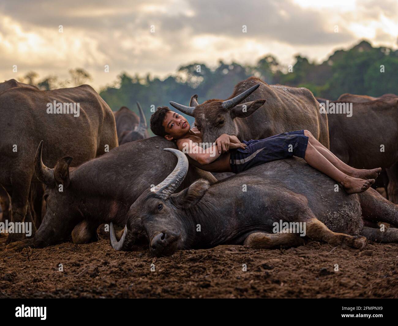 Shukor lays atop two buffalo. TERENGGANU, MALAYSIA: MEET THE young ...