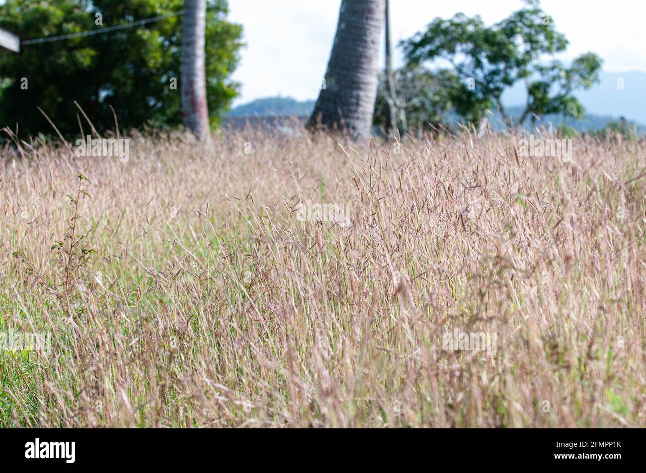 Rice paddy flowing beautifully in the wind in the middle of an open ...