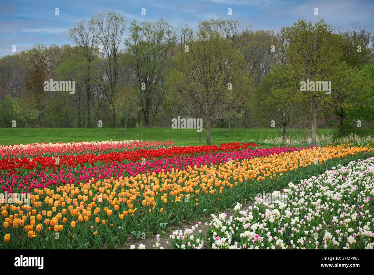Tulip field during Tulip Time festival at the Windmill Island Gardens ...