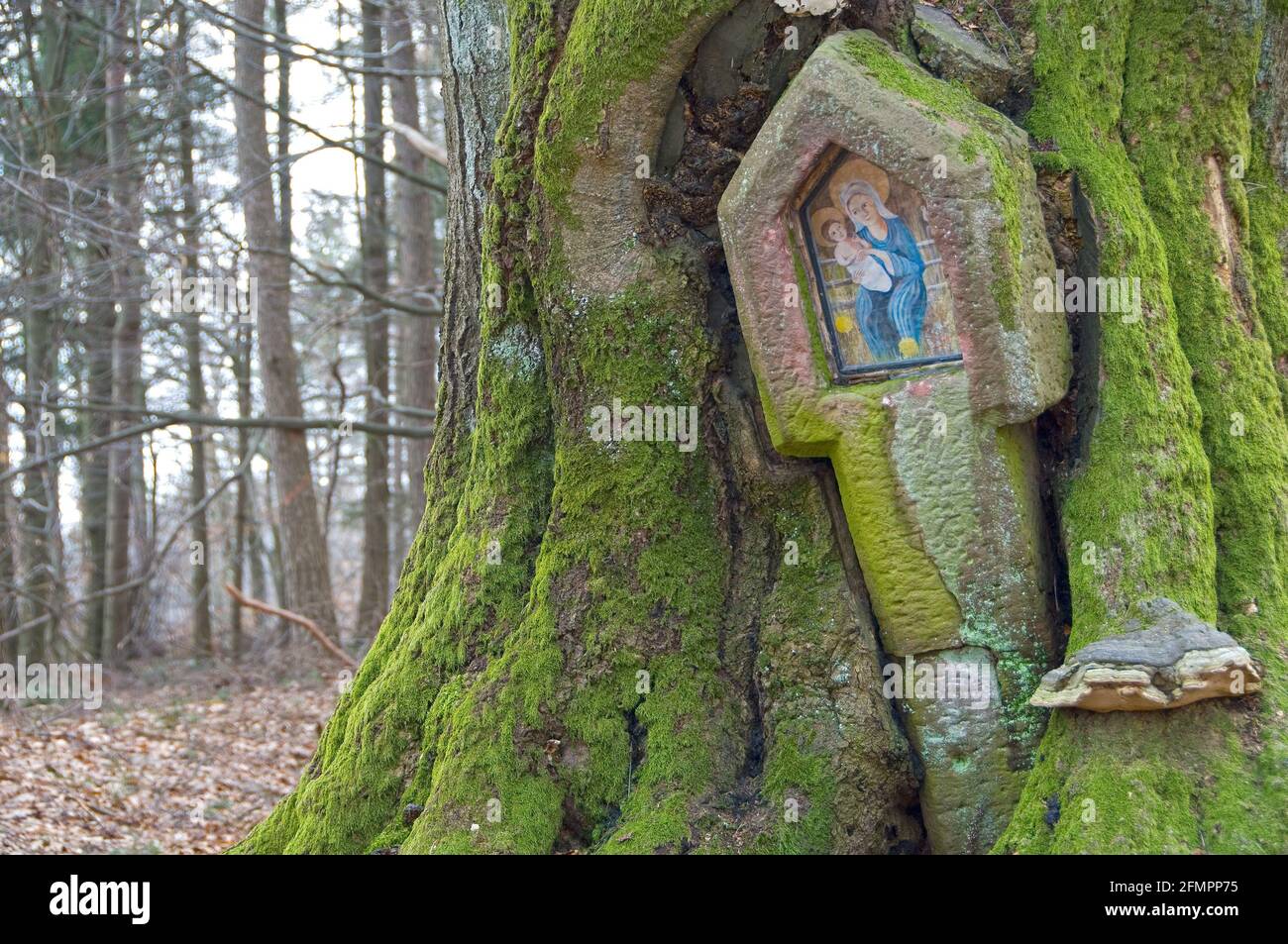 Tree miracle in a German forest Stock Photo - Alamy