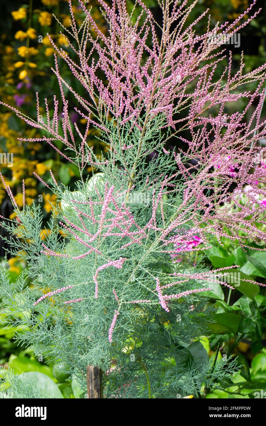 Chilled botanical hi-res stock photography and images - Alamy