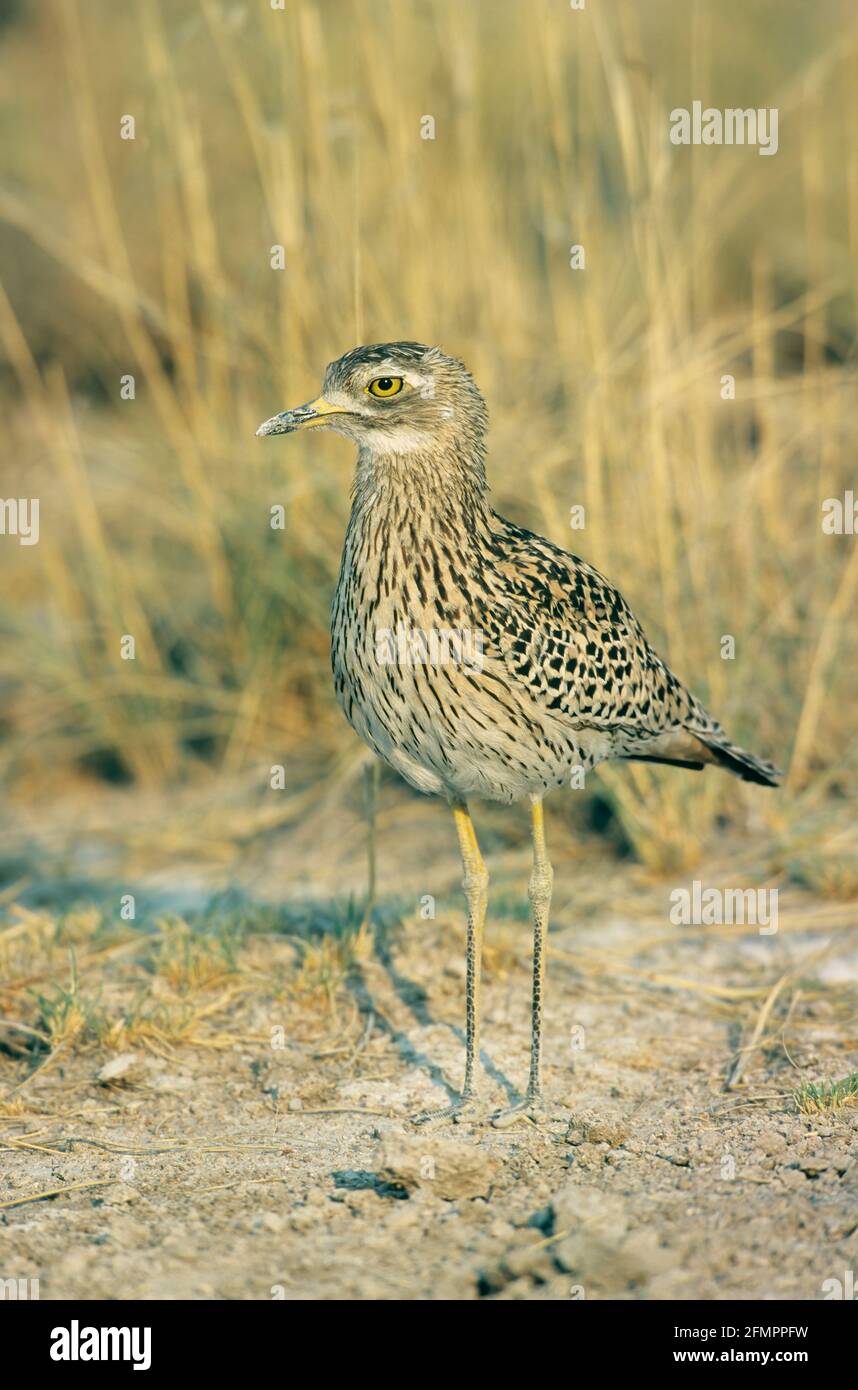 Spotted thicknee hi-res stock photography and images - Alamy