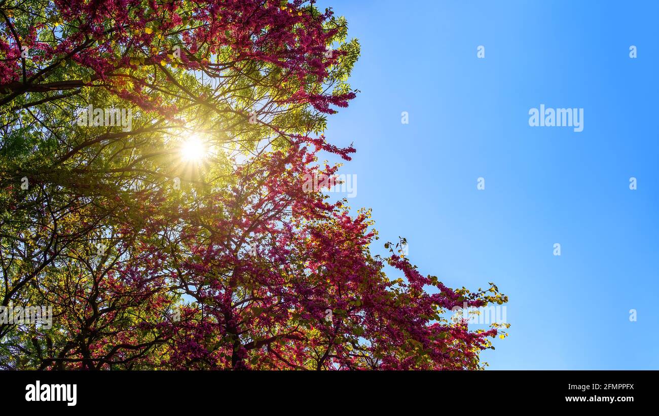 Bright spring sun shines through eastern redbud tree pink flowering ...