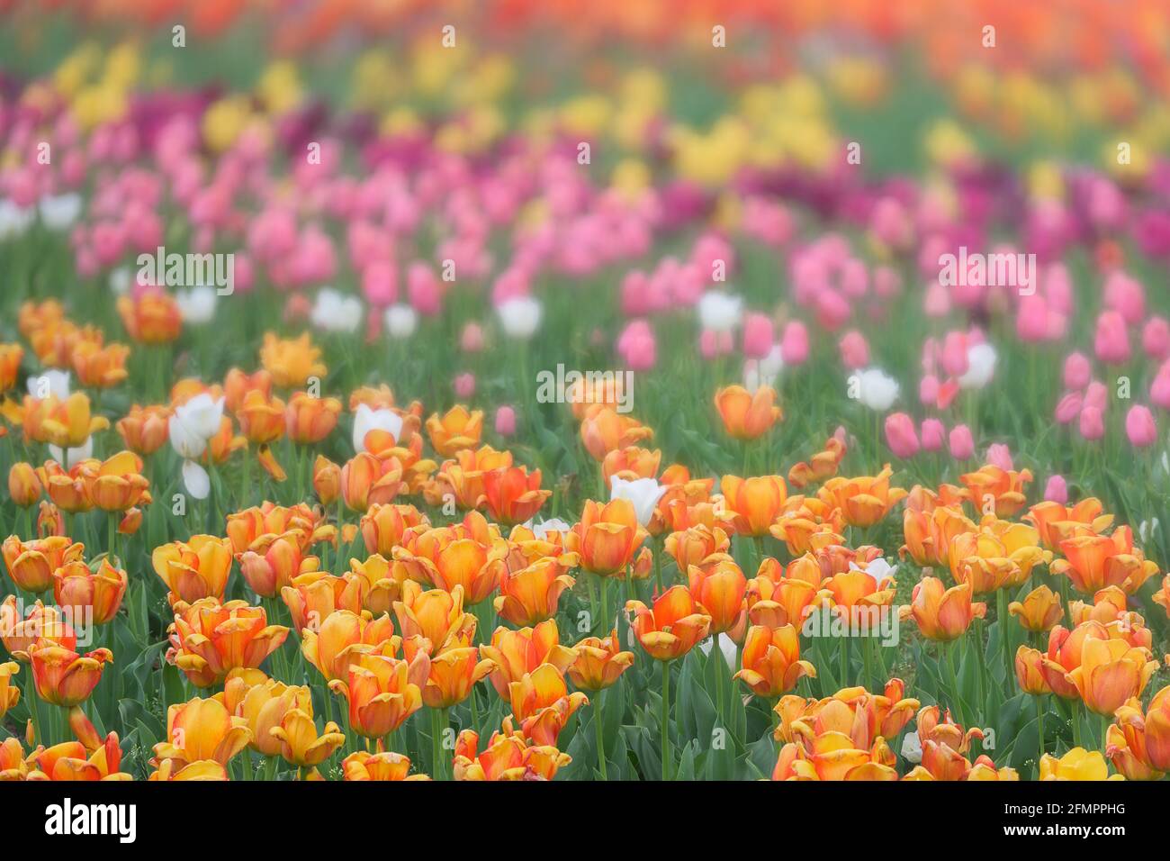 Tulip field during Tulip Time festival at the Windmill Island Gardens ...