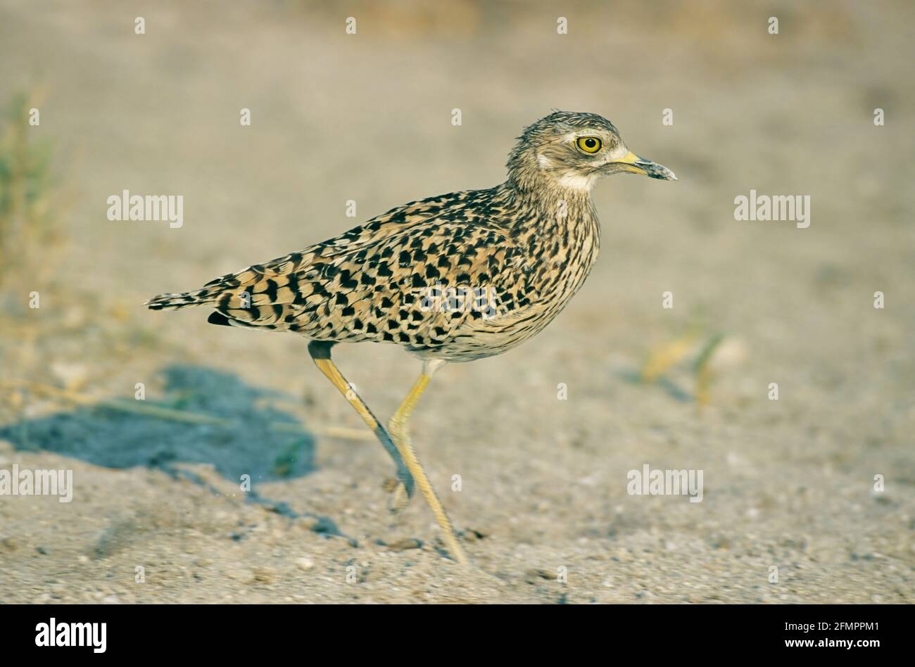 Spotted thicknee hi-res stock photography and images - Alamy