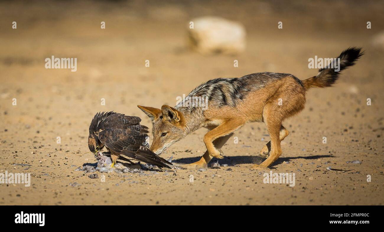 The jackal snuck up on the falcon who was just tucking into his snack ...