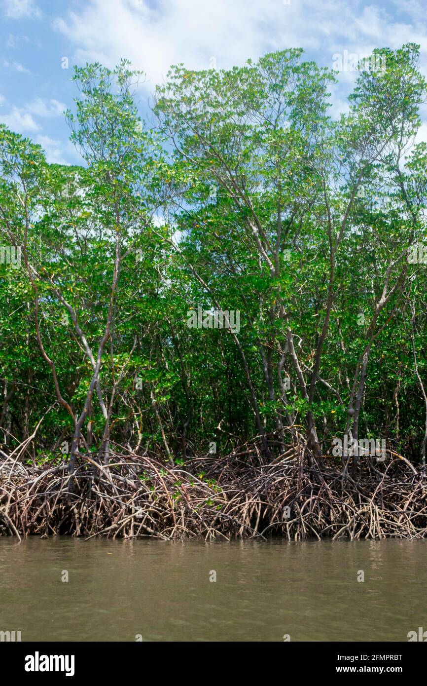Arbre mangue hi-res stock photography and images - Alamy