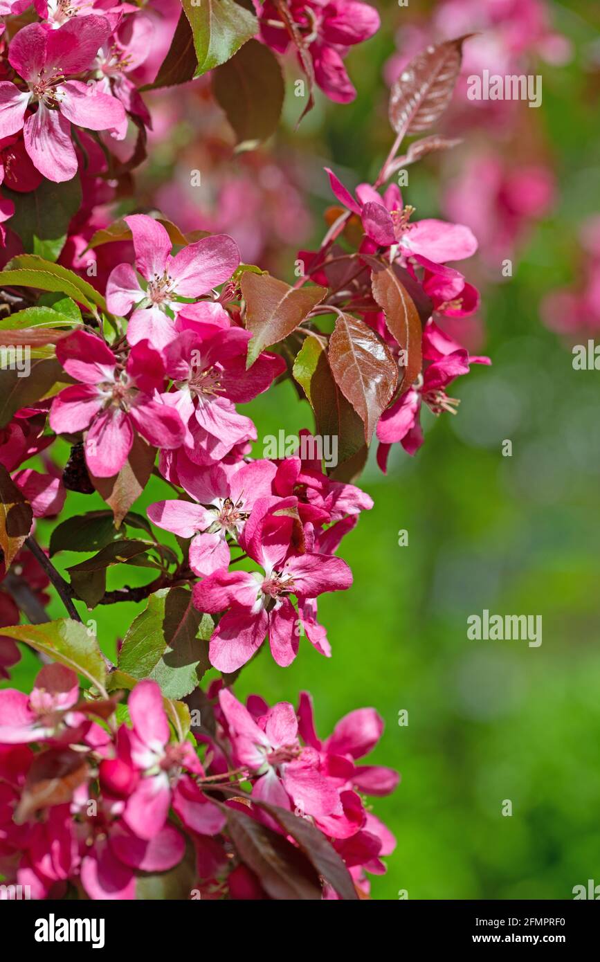 Flowering ornamental apple tree in spring Stock Photo - Alamy