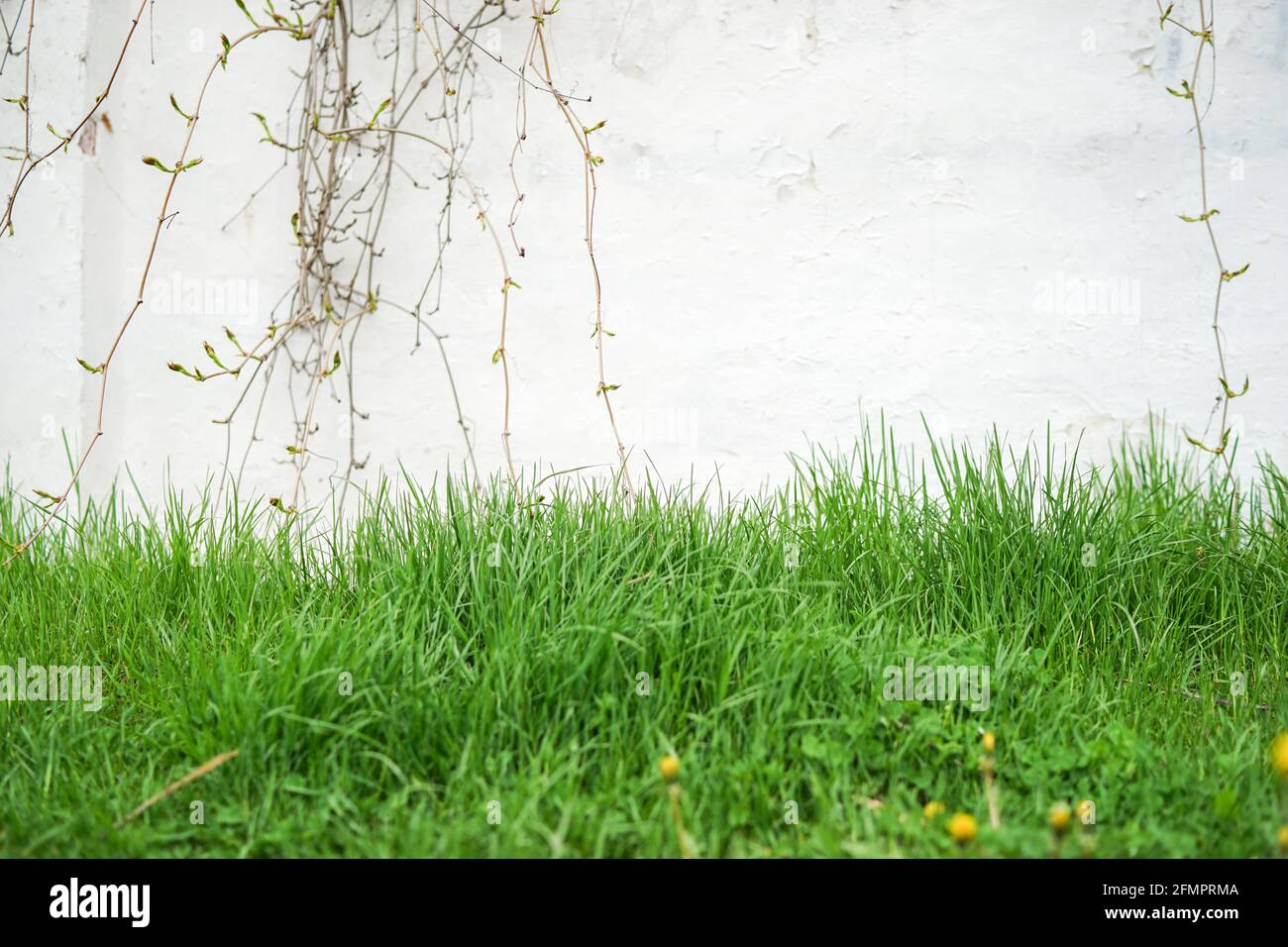 Fresh Front Grass
