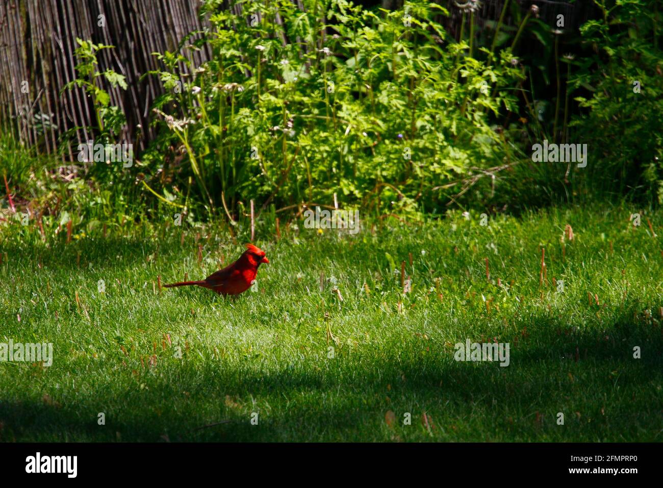 Female cardinal grass hi-res stock photography and images - Alamy
