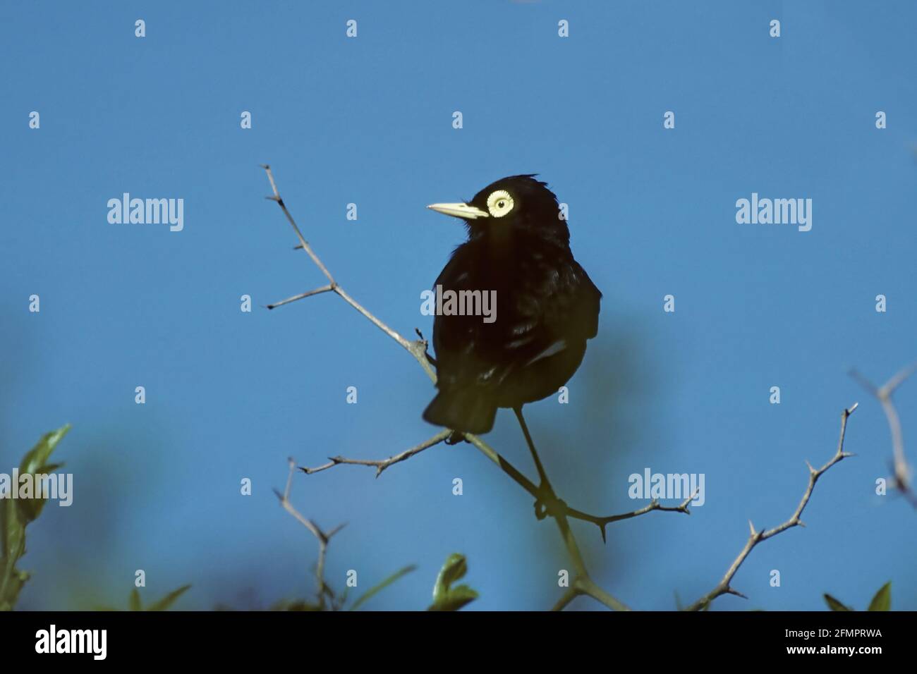 Spectacled Tyrant Hymenops perspicillata Pampas, Argentina BI006319 ...