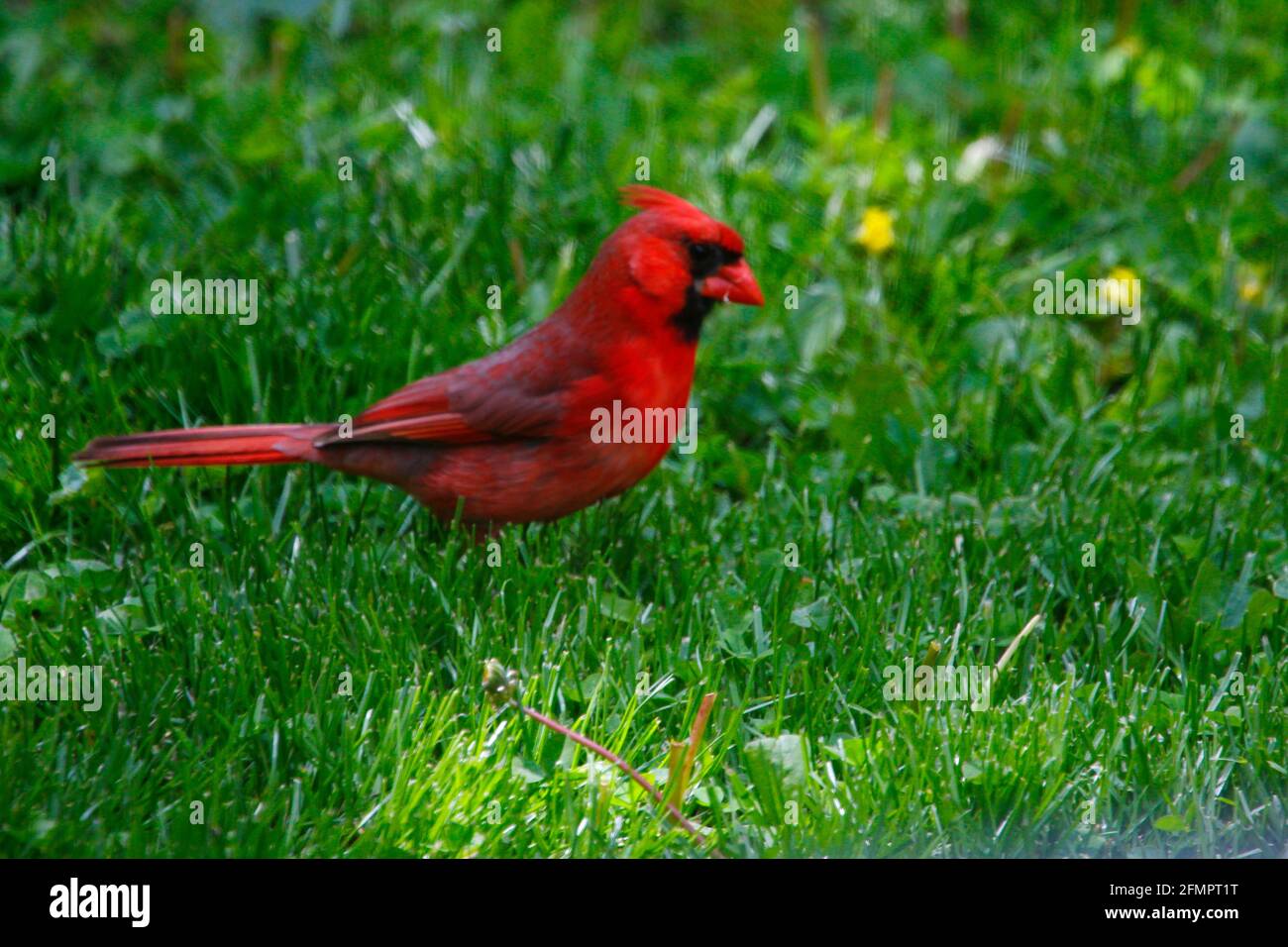 Female cardinal grass hi-res stock photography and images - Alamy