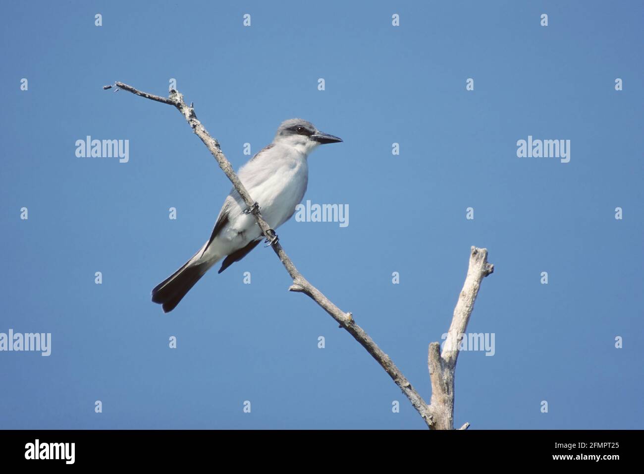 Gray Kingbird Tyrannus dominicensis Sanibel Island Florida, USA ...