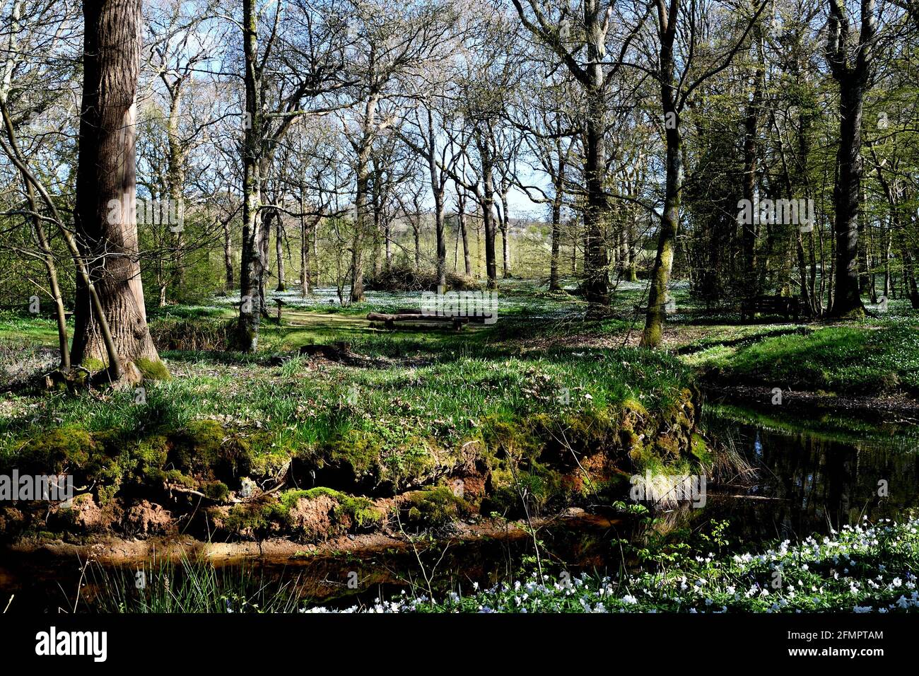 Ancient woodland uk Stock Photo - Alamy