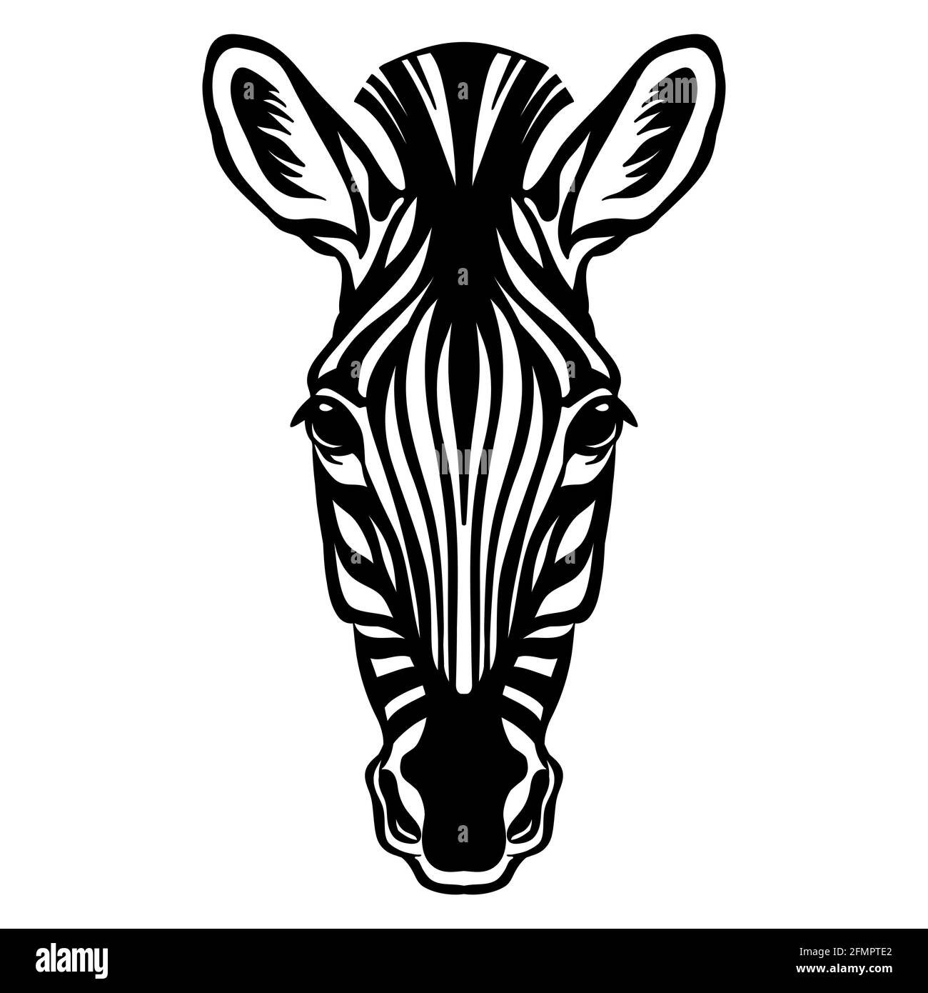 Zebra Front View