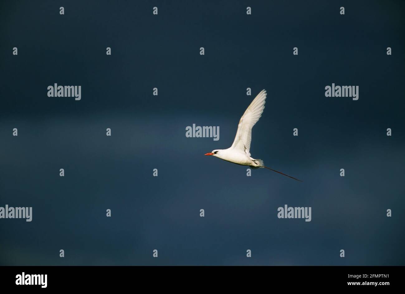 Red Tailed Tropic Bird - In Flight against Stormy Sky Phaethon ...