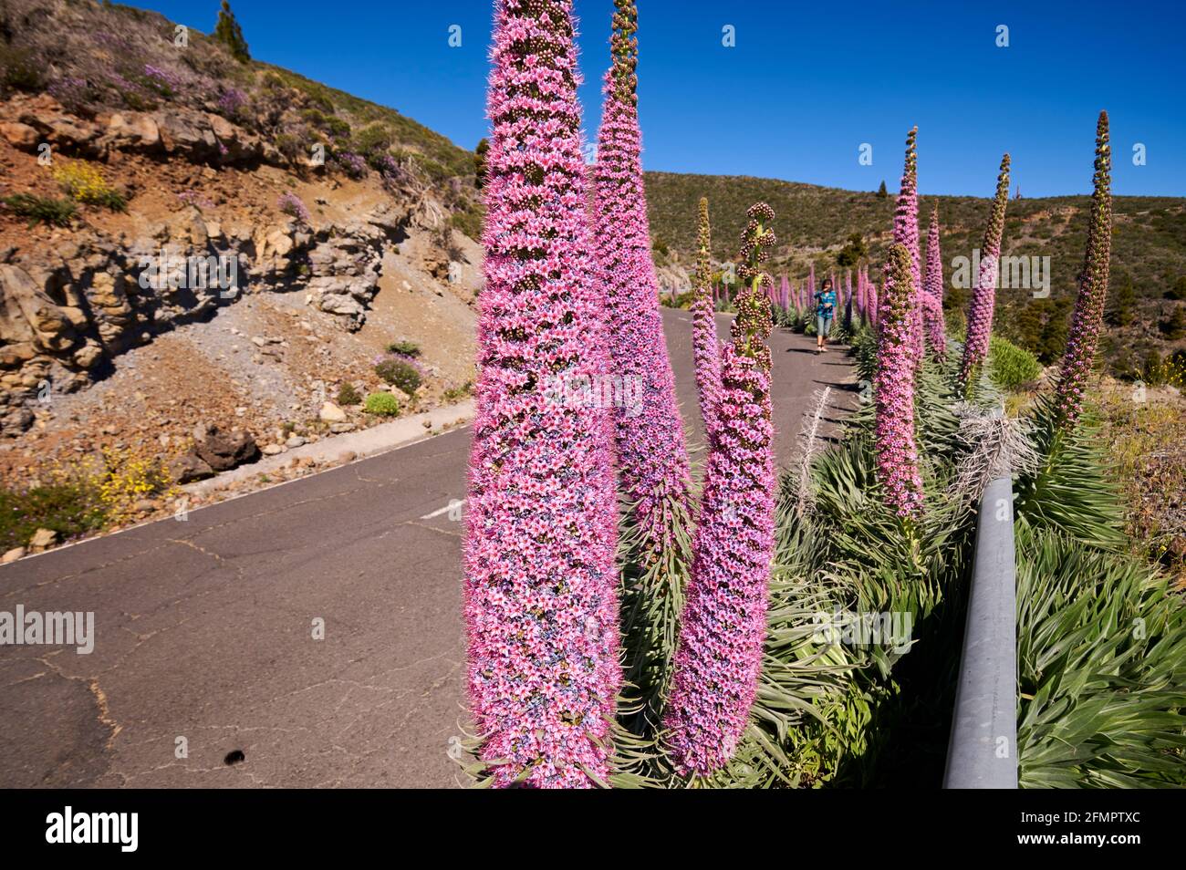 Perezii hi-res stock photography and images - Alamy