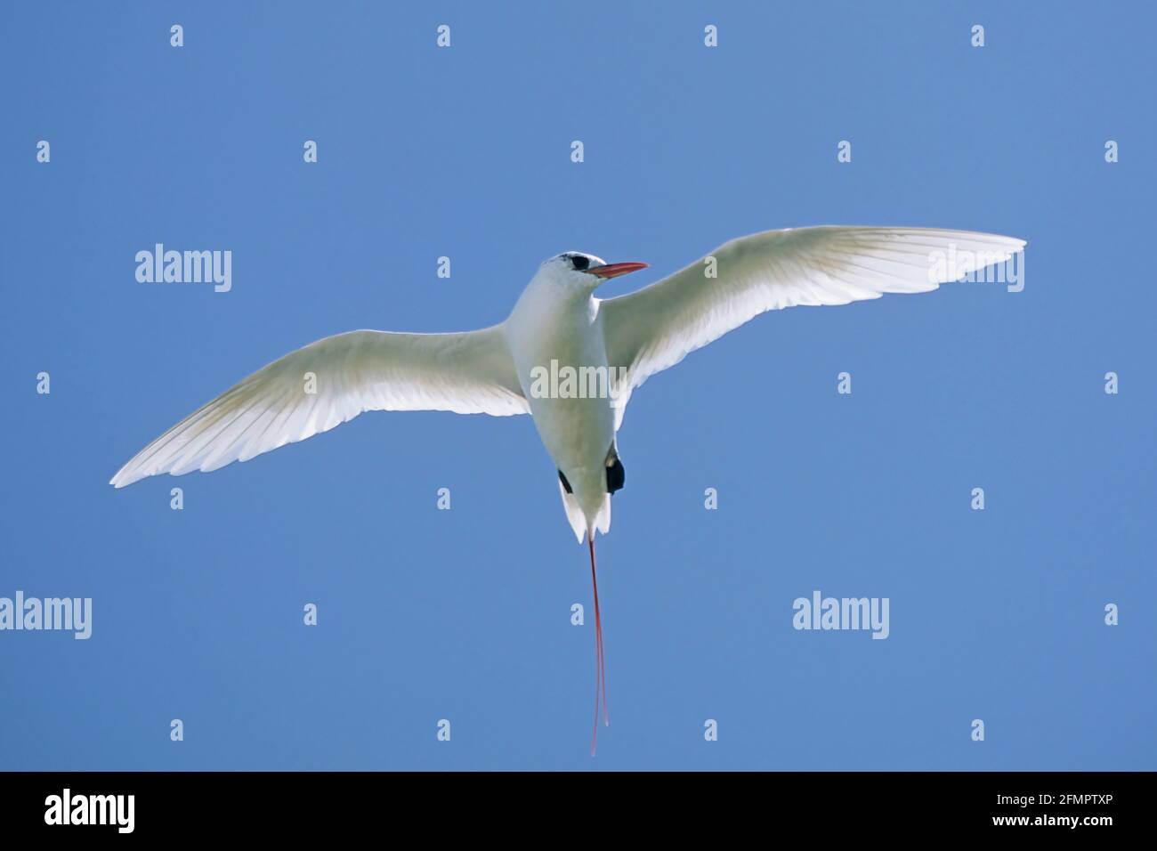 Red Tailed Tropic Bird - In Flight Phaethon rubricauda Midway Island ...