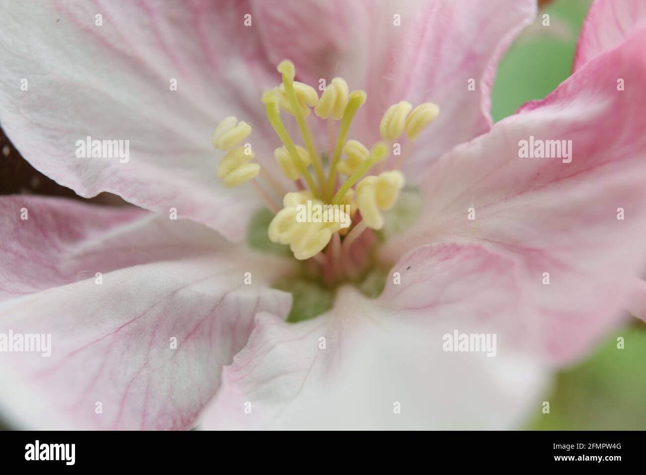 Very short stamens hi-res stock photography and images - Alamy