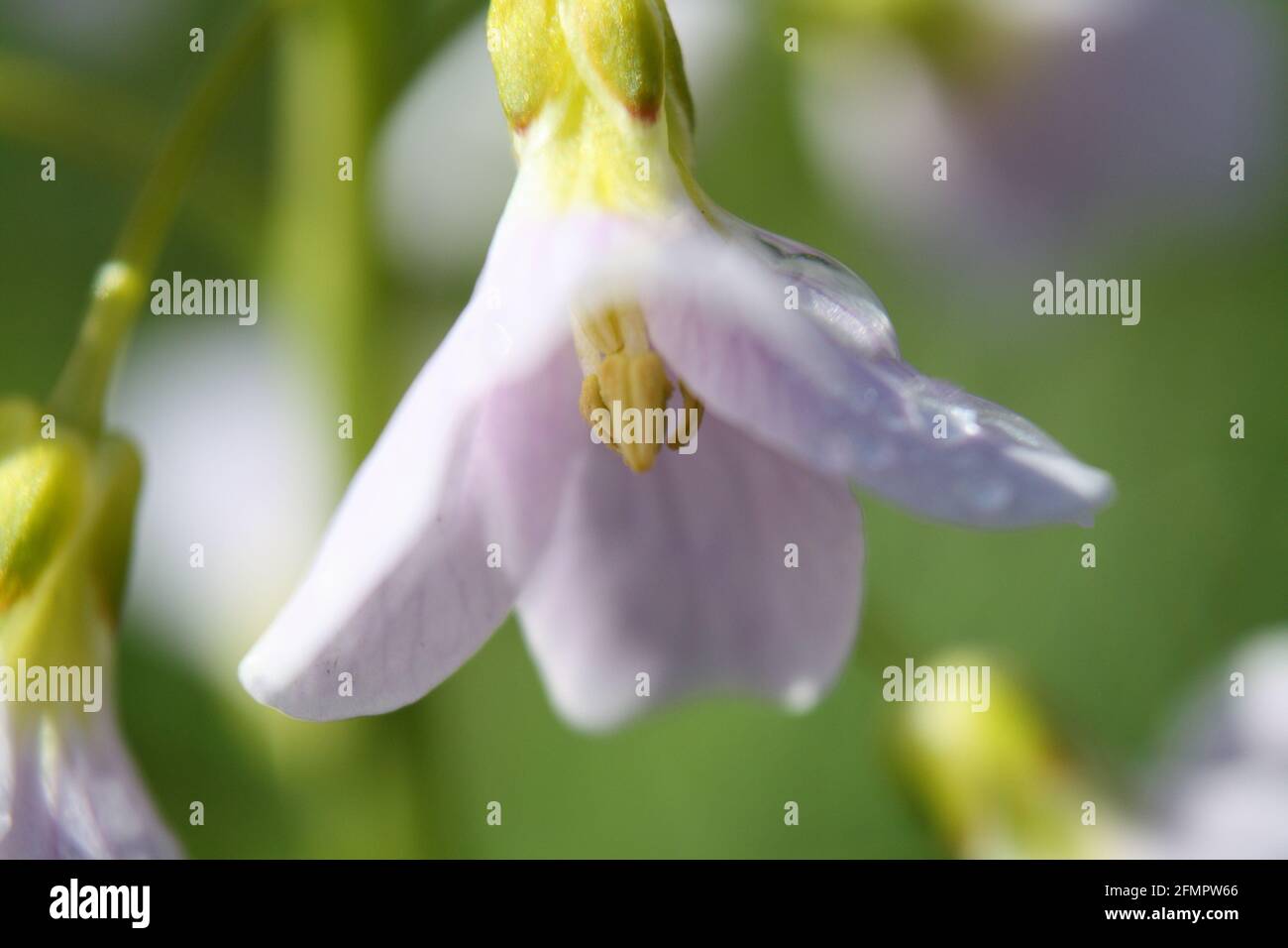 Macro close-up of an individual Lady's Smock flower (Cardamine ...